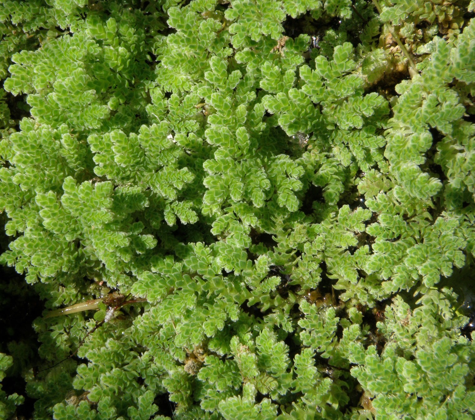 C04 Azolla